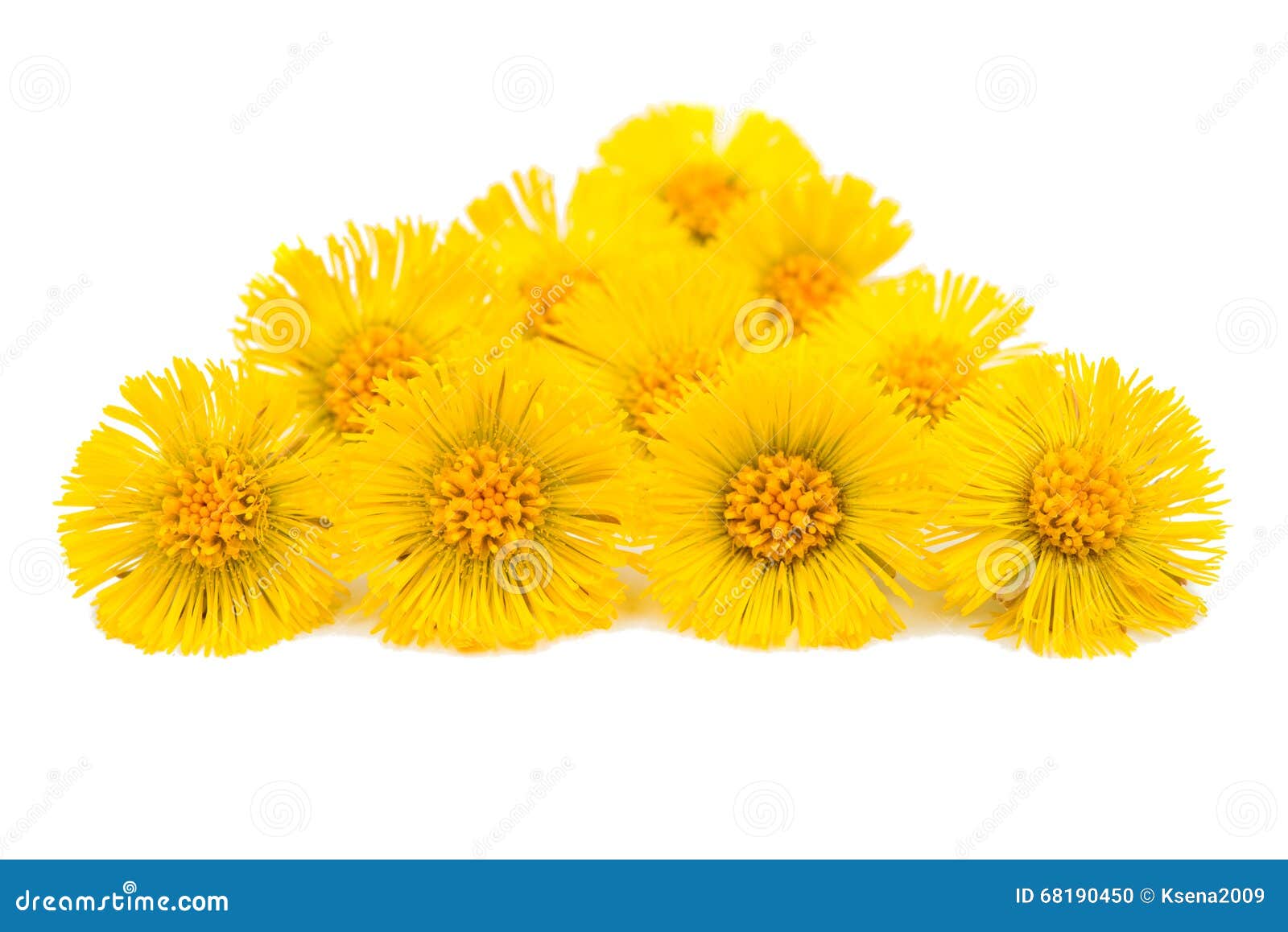 Yellow Spring Flower Isolated Stock Photo - Image of bloom, card: 68190450
