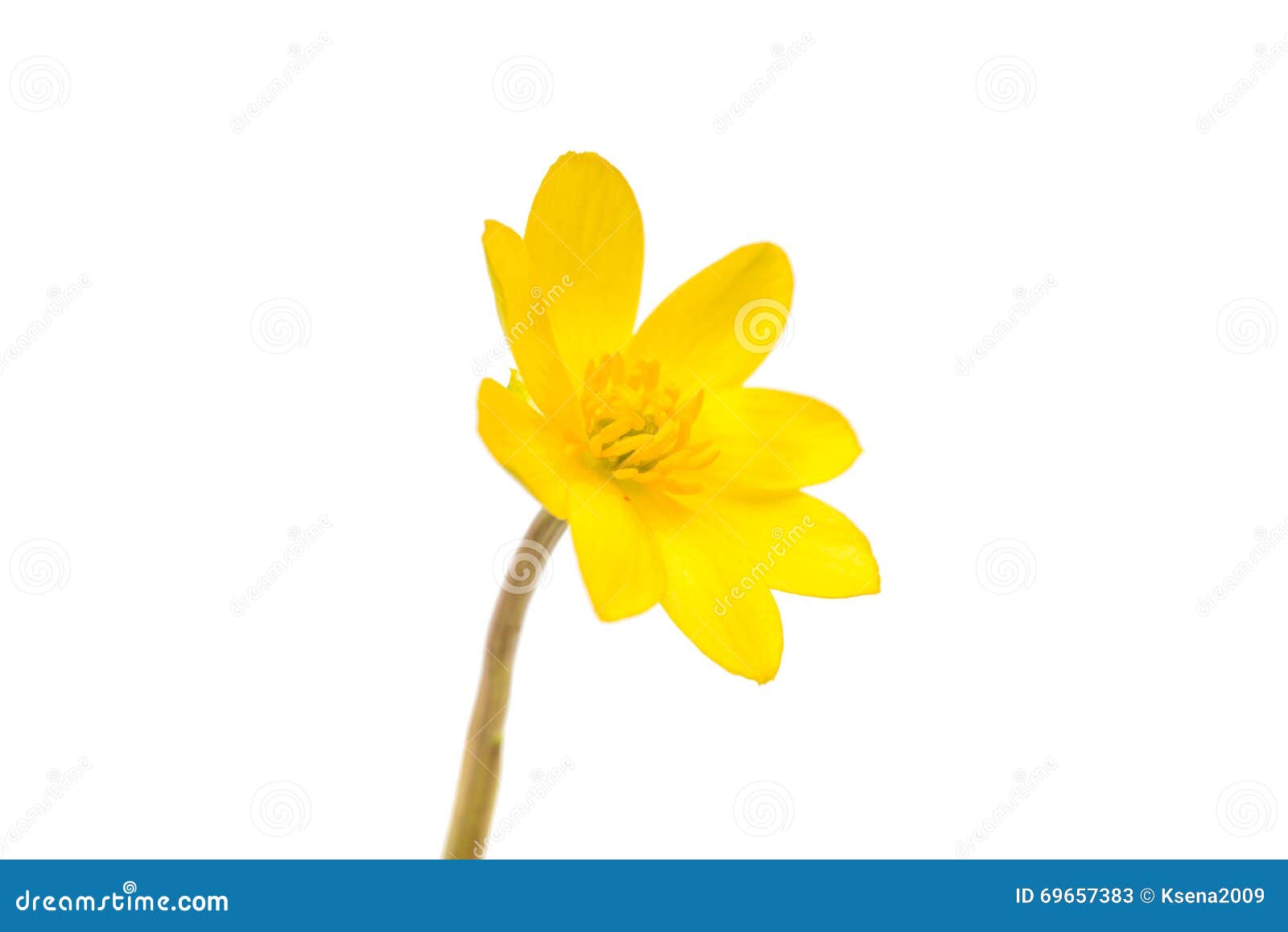 Yellow Spring Flower Isolated Stock Image - Image of blossom, spring ...