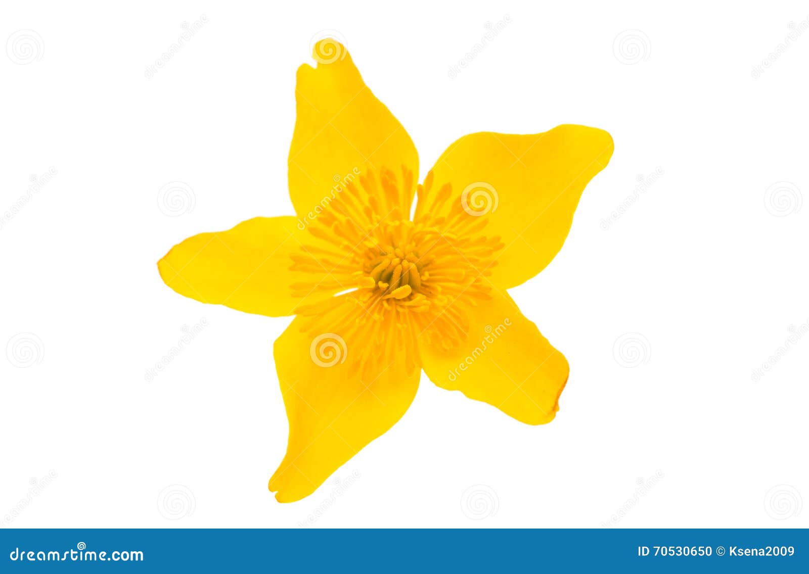 Yellow Spring Flower Isolated Stock Photo - Image of vertical, gorgeous ...