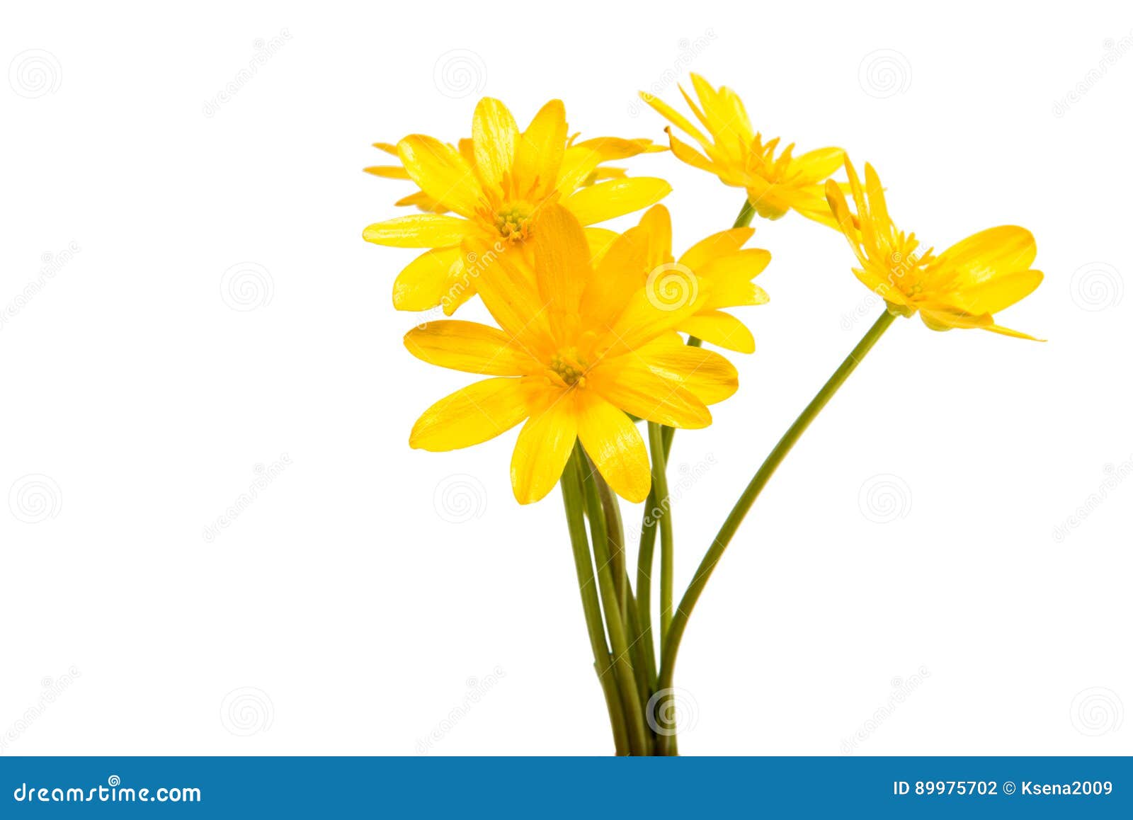 Yellow Spring Flower Isolated Stock Photo - Image of closeup, flower ...
