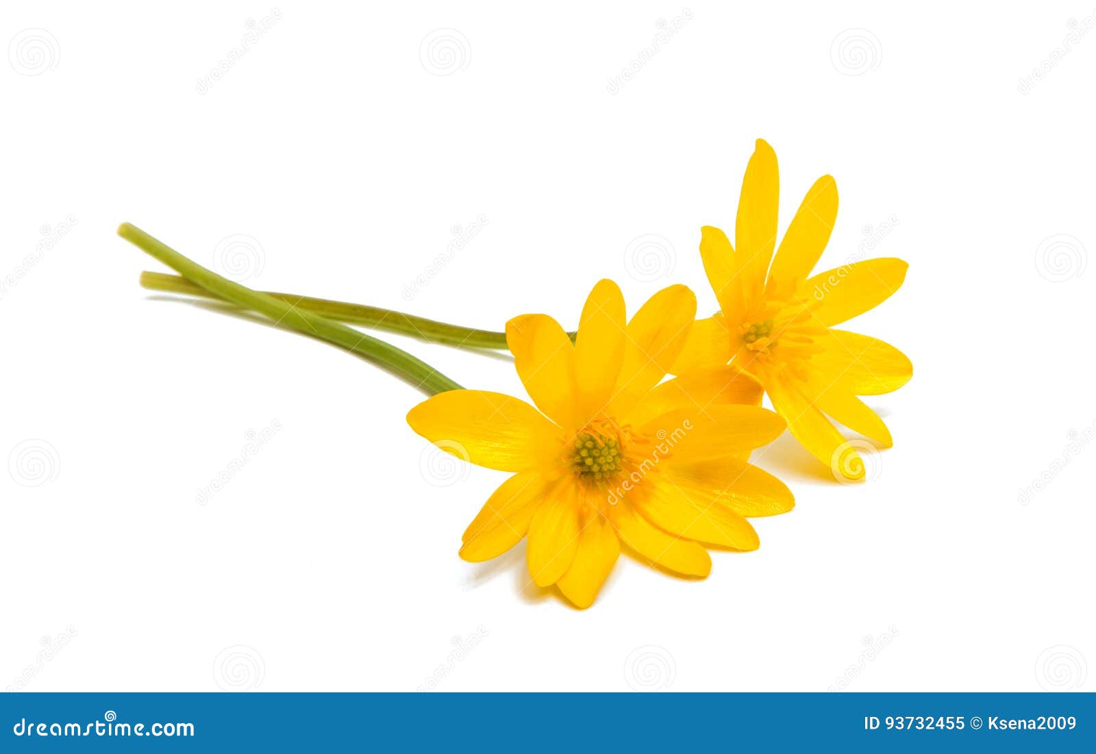 Yellow Spring Flower Isolated Stock Image - Image of macro, close: 93732455