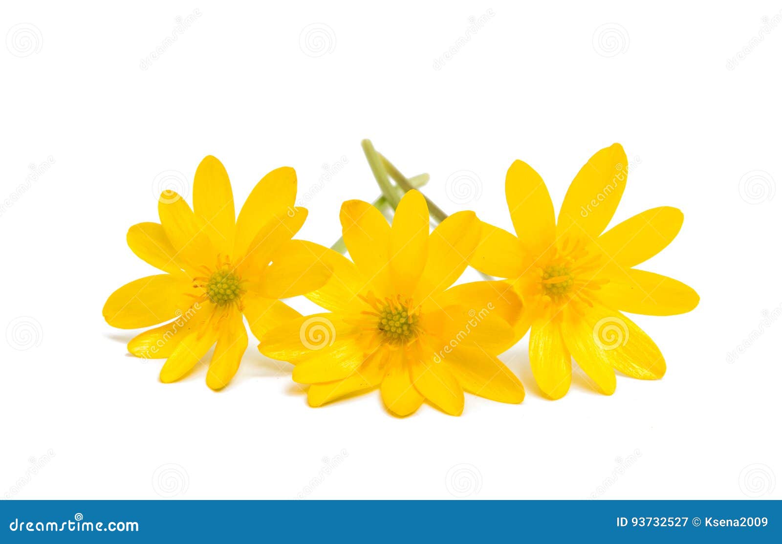 Yellow Spring Flower Isolated Stock Image - Image of beauty, beautiful ...