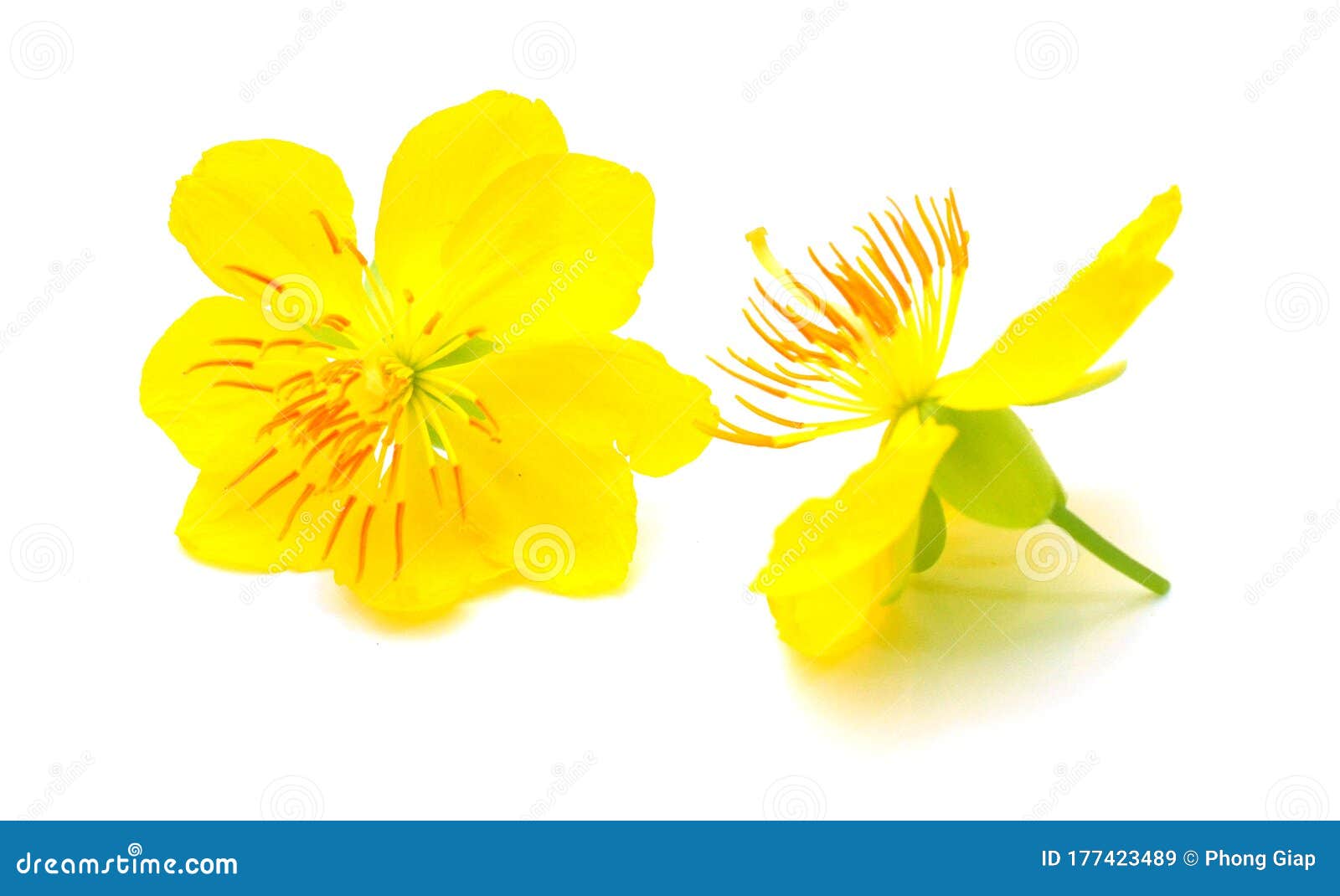 Yellow Spring Flower Isolated. Stock Image - Image of color, background ...