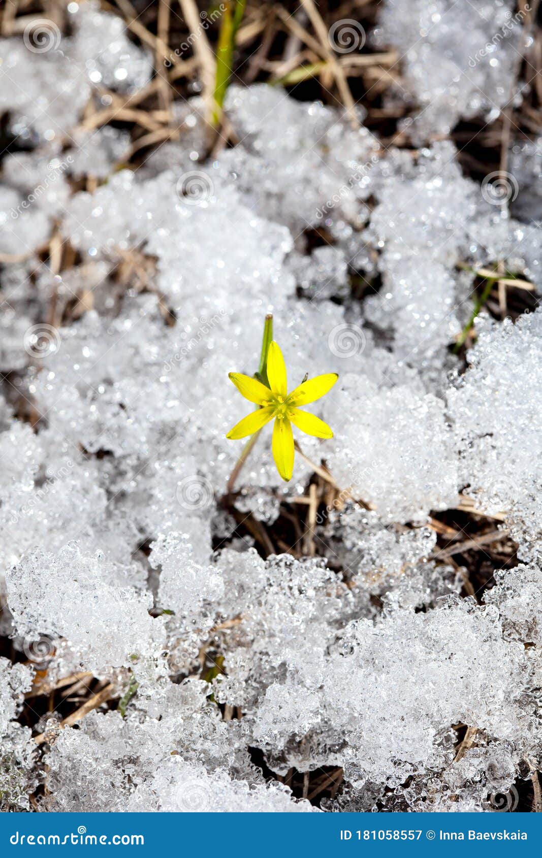 Yellow Spring Flower in the Snow Stock Image - Image of flora, petals ...