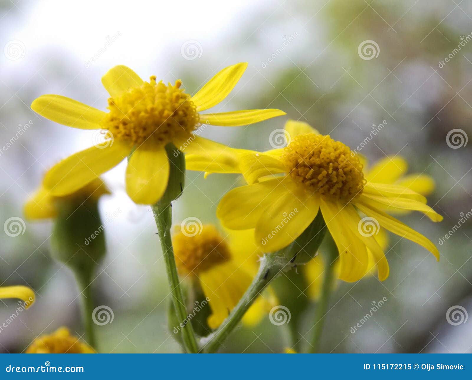 Yellow spring flower stock image. Image of macro, spring - 115172215