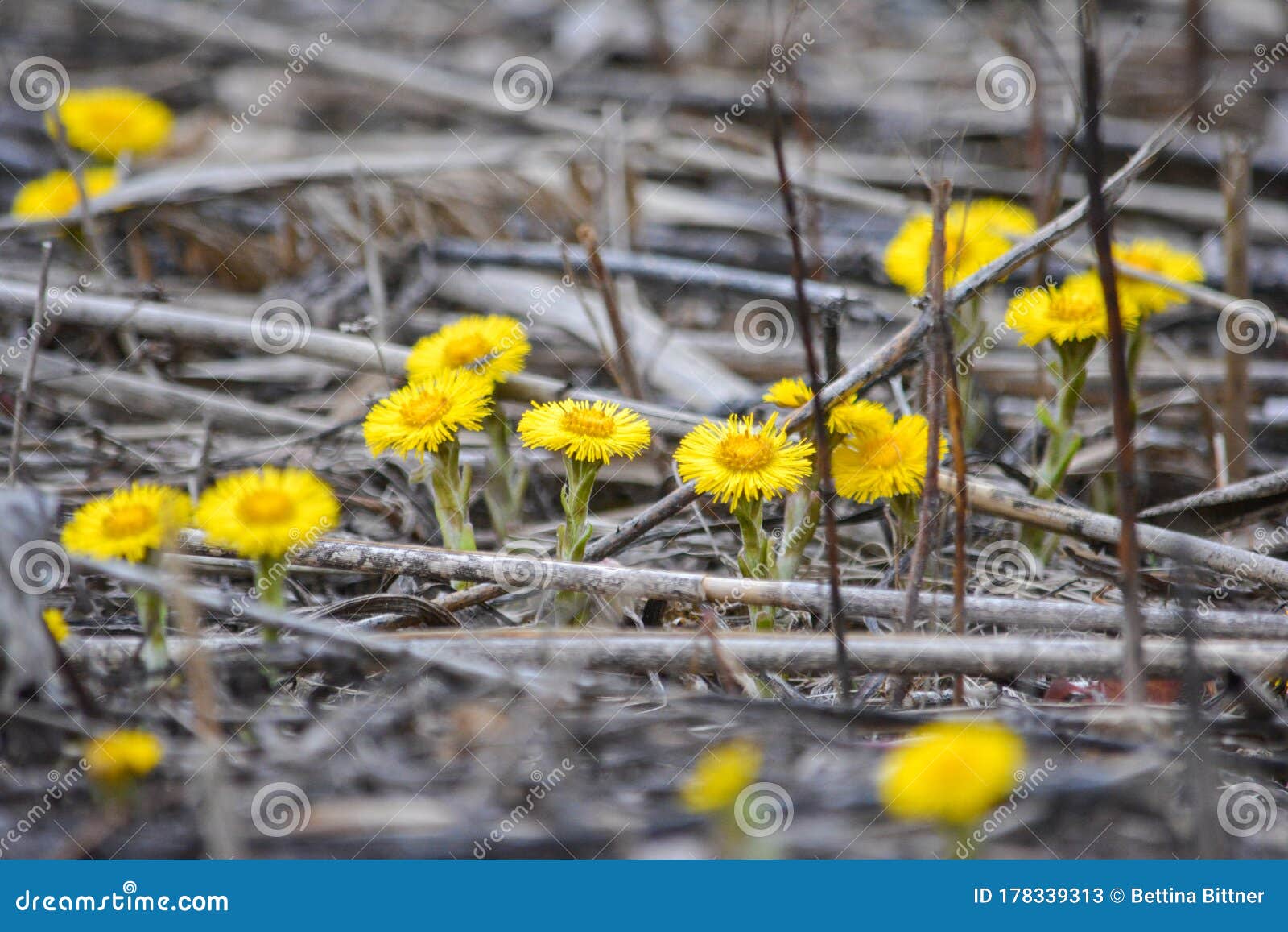Yellow spring flowers stock image. Image of sunlight - 178339313