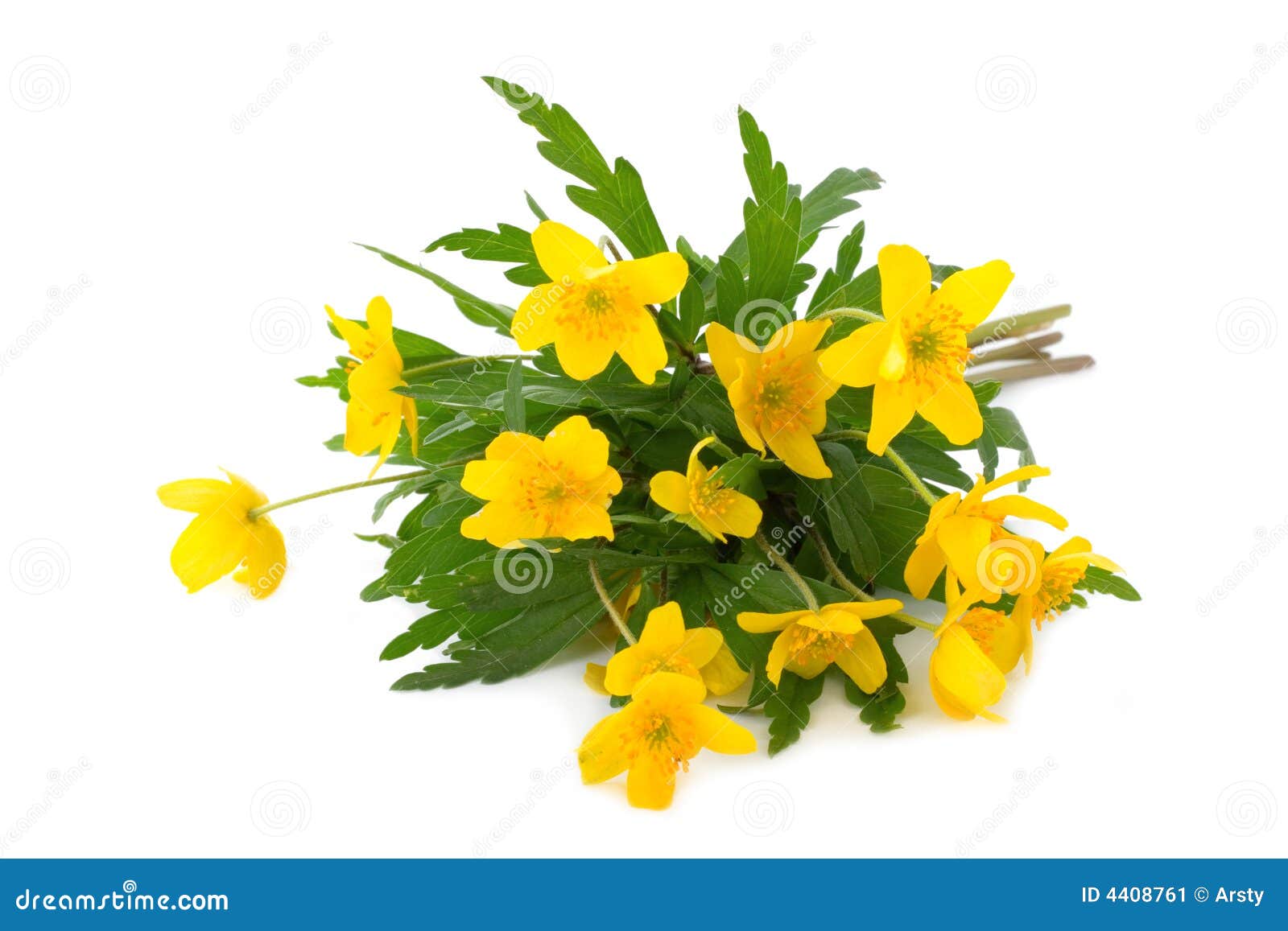 Yellow spring flowers stock image. Image of color, blossom - 4408761