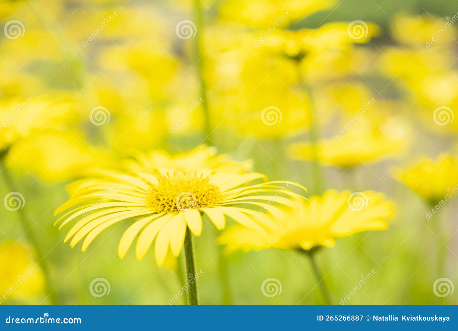 Yellow Spring Flowers on a Yellow Background, Flowers in the Form of a ...