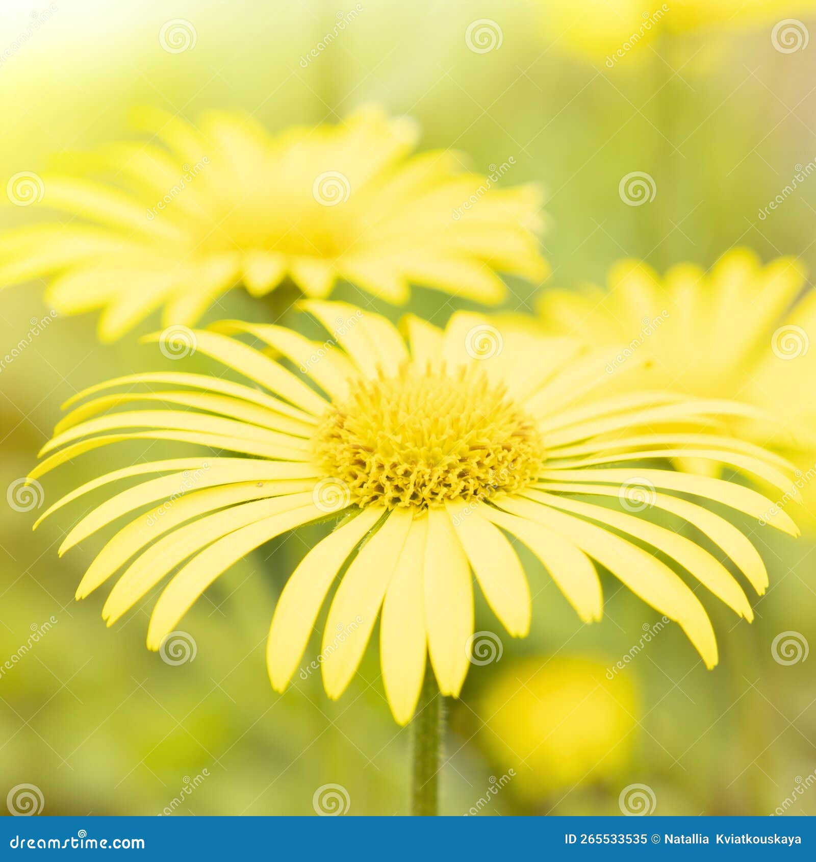 Yellow Spring Flowers on a Yellow Background, Flowers in the Form of a ...