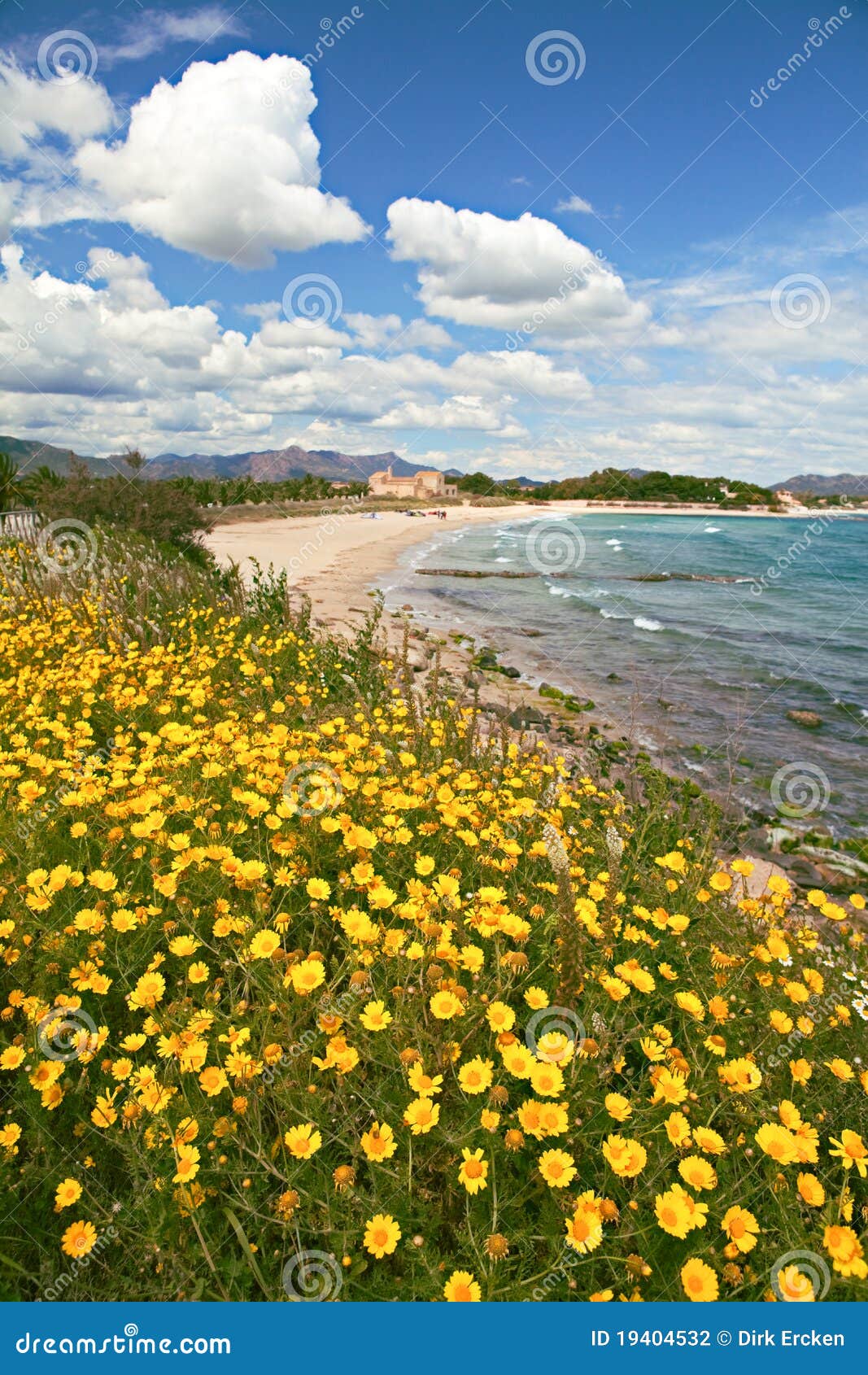 Yellow Spring Flowers on Beach Stock Photo - Image of sunny, beach ...