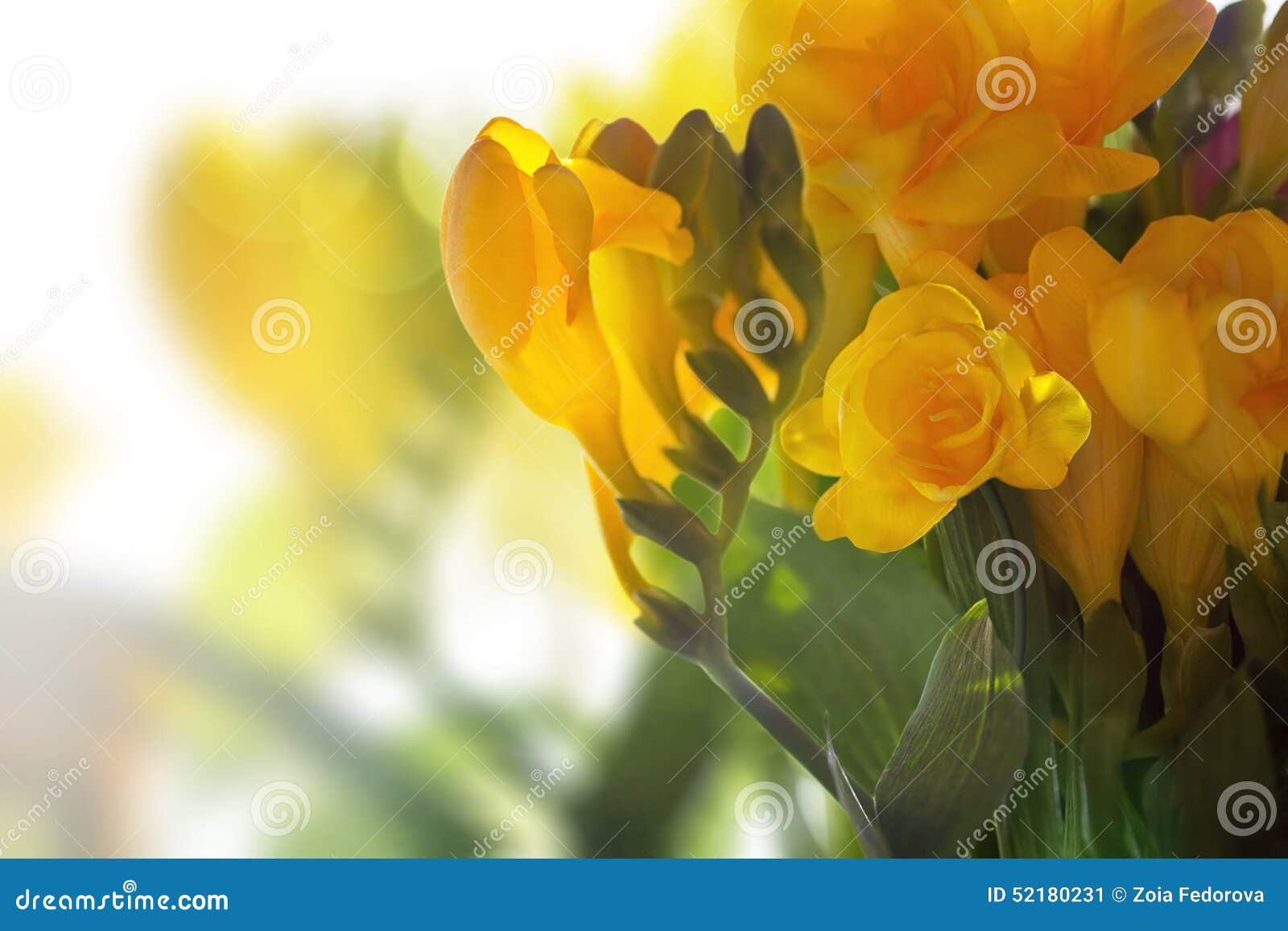 Yellow spring flowers stock image. Image of yellow, flora - 52180231