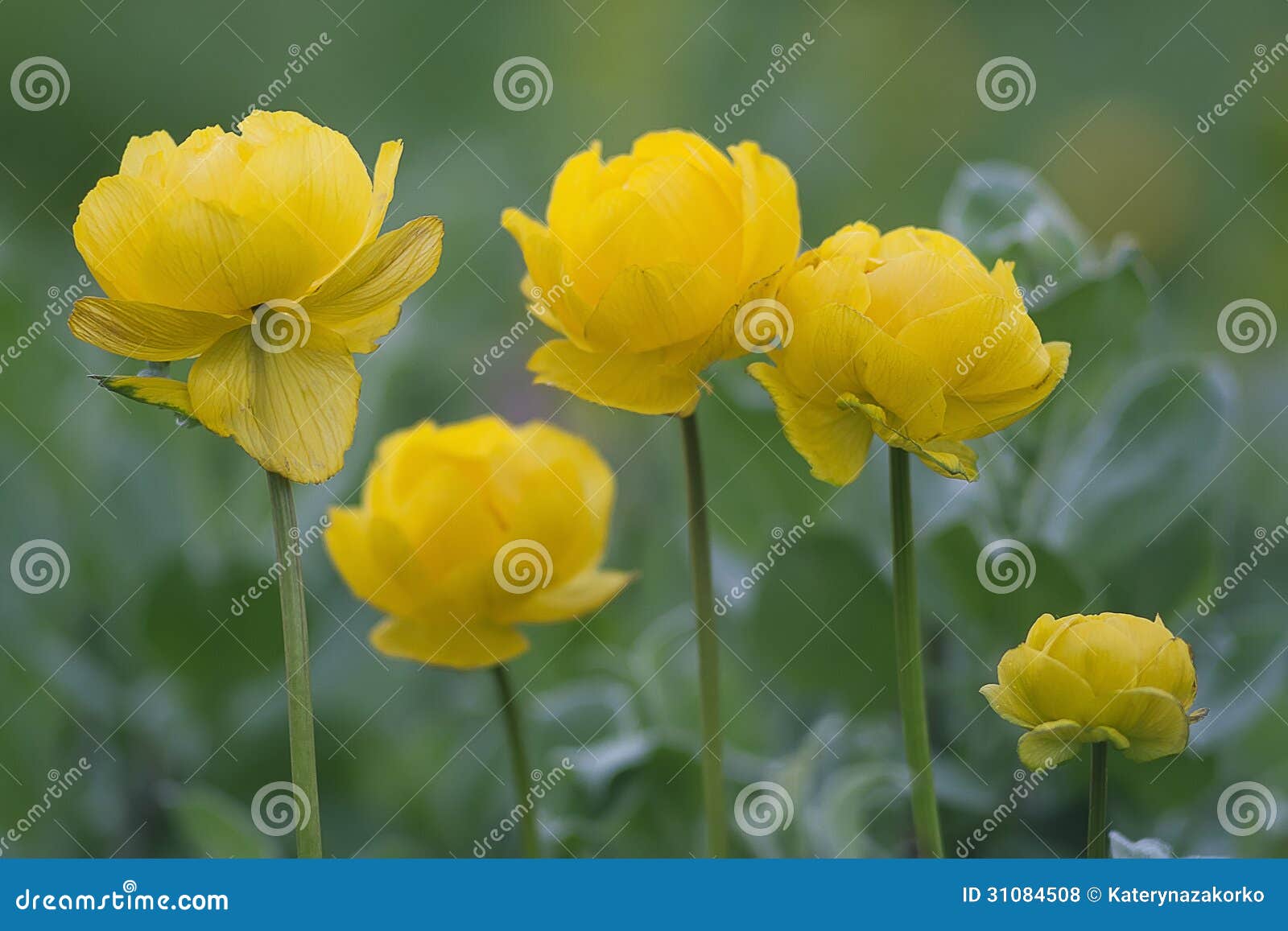 Yellow spring flowers stock photo. Image of leaf, park - 31084508