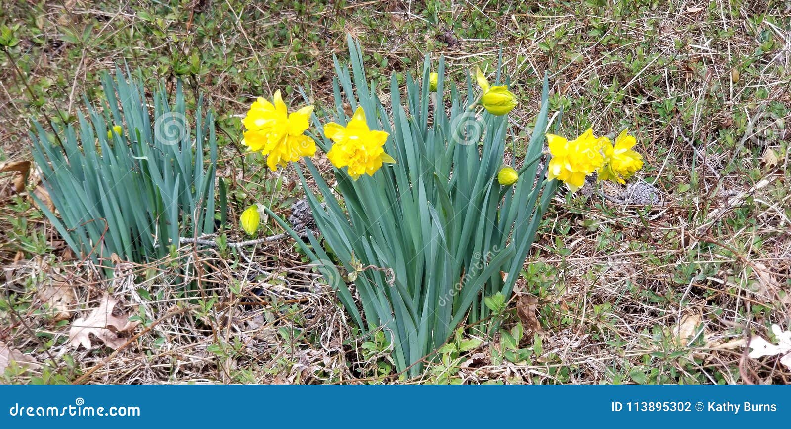 Yellow Spring Flowers stock photo. Image of flowers - 113895302