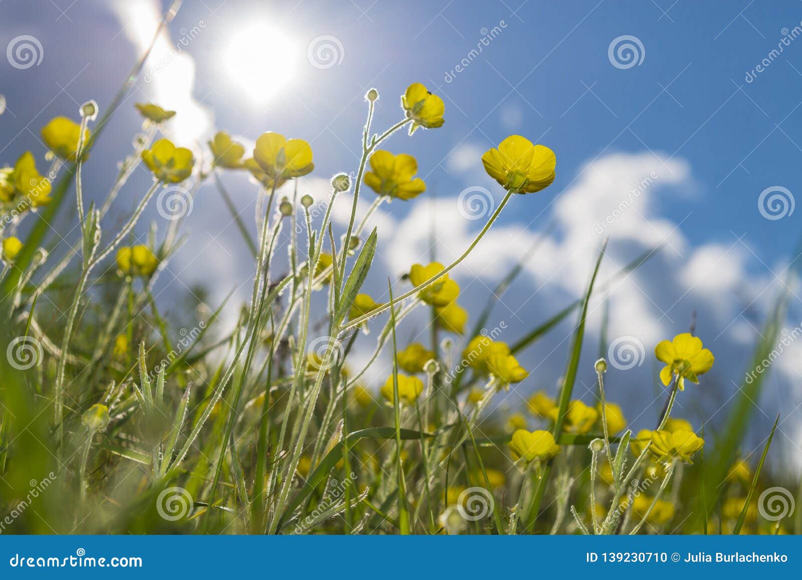 Yellow Spring Flowers and Bright Sunny Sky Stock Photo - Image of hill ...