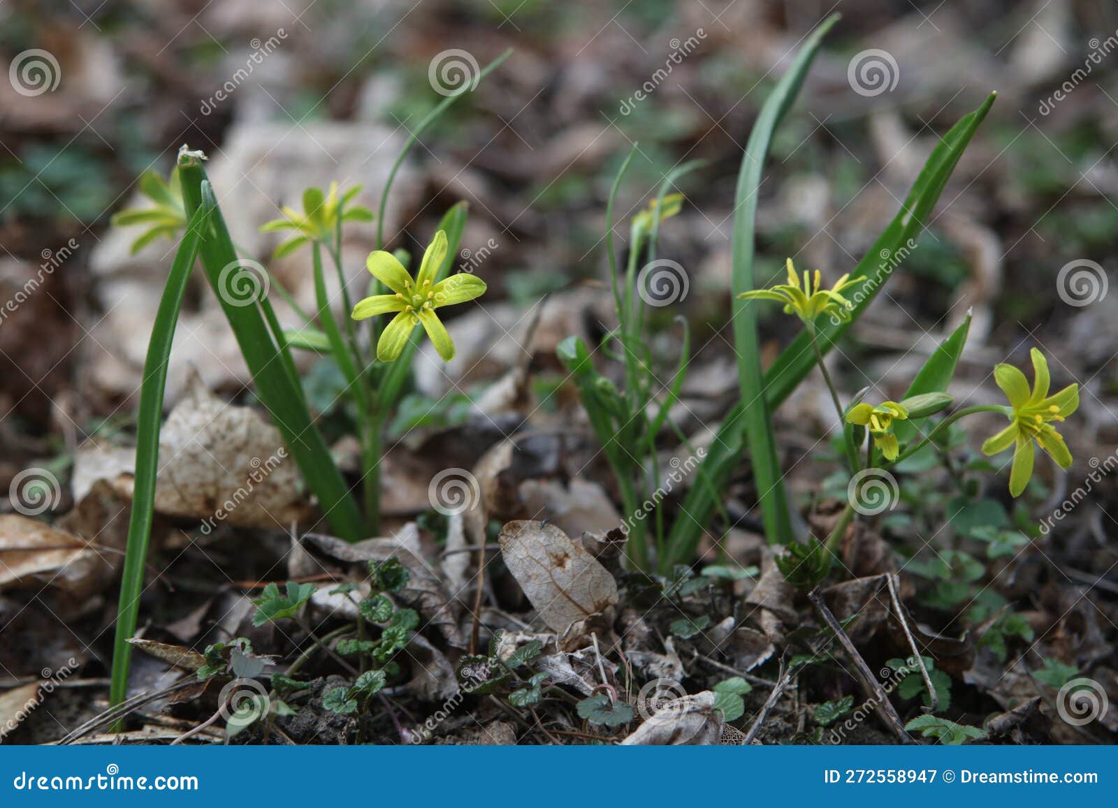 Yellow Spring Flowers on a Brown Background Stock Image - Image of ...