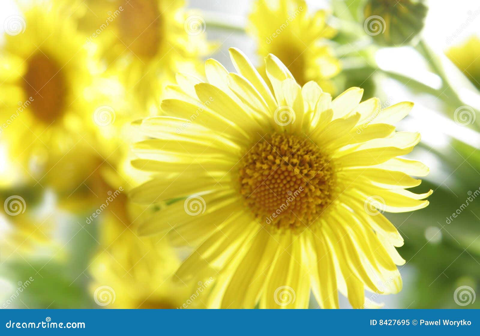 Yellow Spring Flowers Close-up Stock Image - Image of nature, leaf: 8427695
