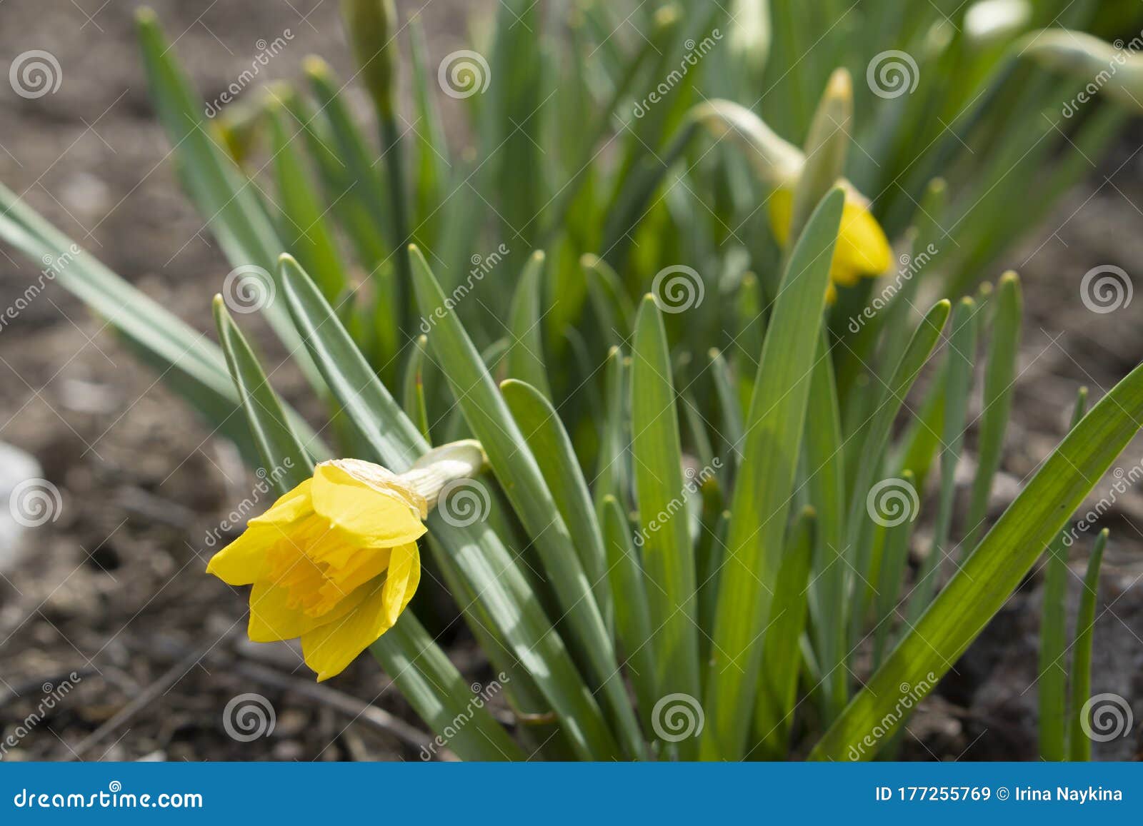 Yellow Spring Flowers. Spring Yellow Daffodils Stock Image - Image of ...