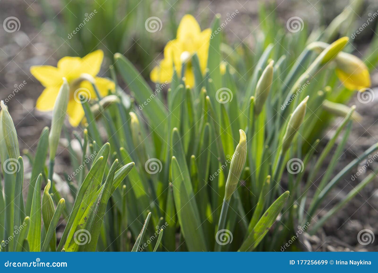 Yellow Spring Flowers. Spring Yellow Daffodils Stock Image - Image of ...