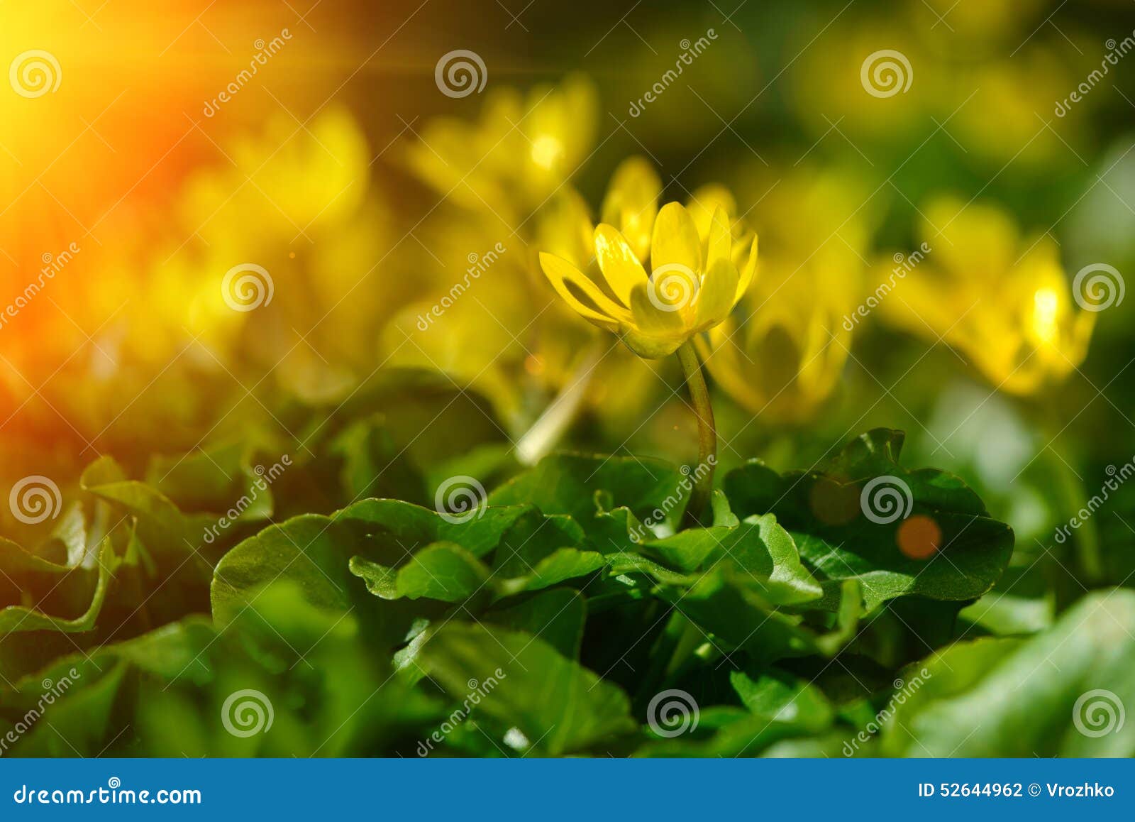 Yellow Spring Flowers in the Garden with Sun Rays Beam, Soft Focus ...