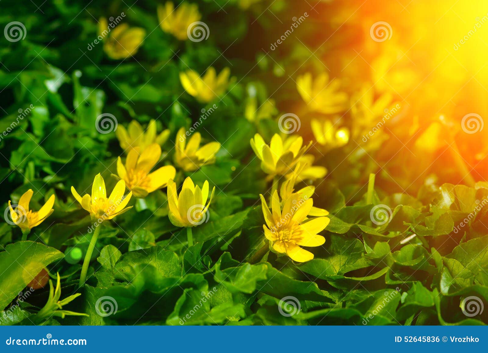 Yellow Spring Flowers in the Garden with Sun Rays Beam, Soft Focus ...