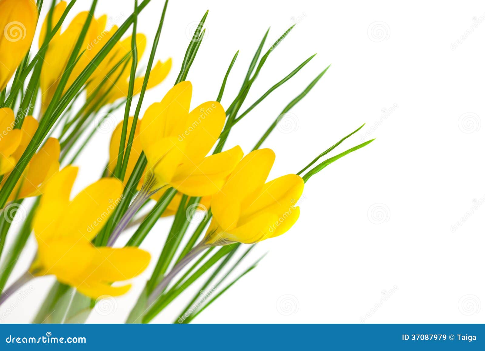 Yellow Spring Flowers Isolated on White / Crocus Stock Image - Image of ...