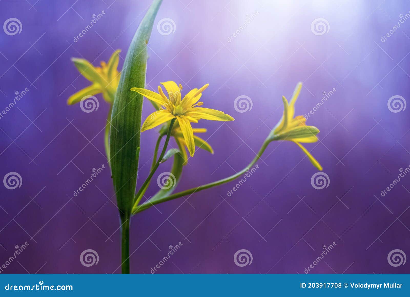 Yellow Spring Flowers on a Purple Background Stock Photo - Image of ...