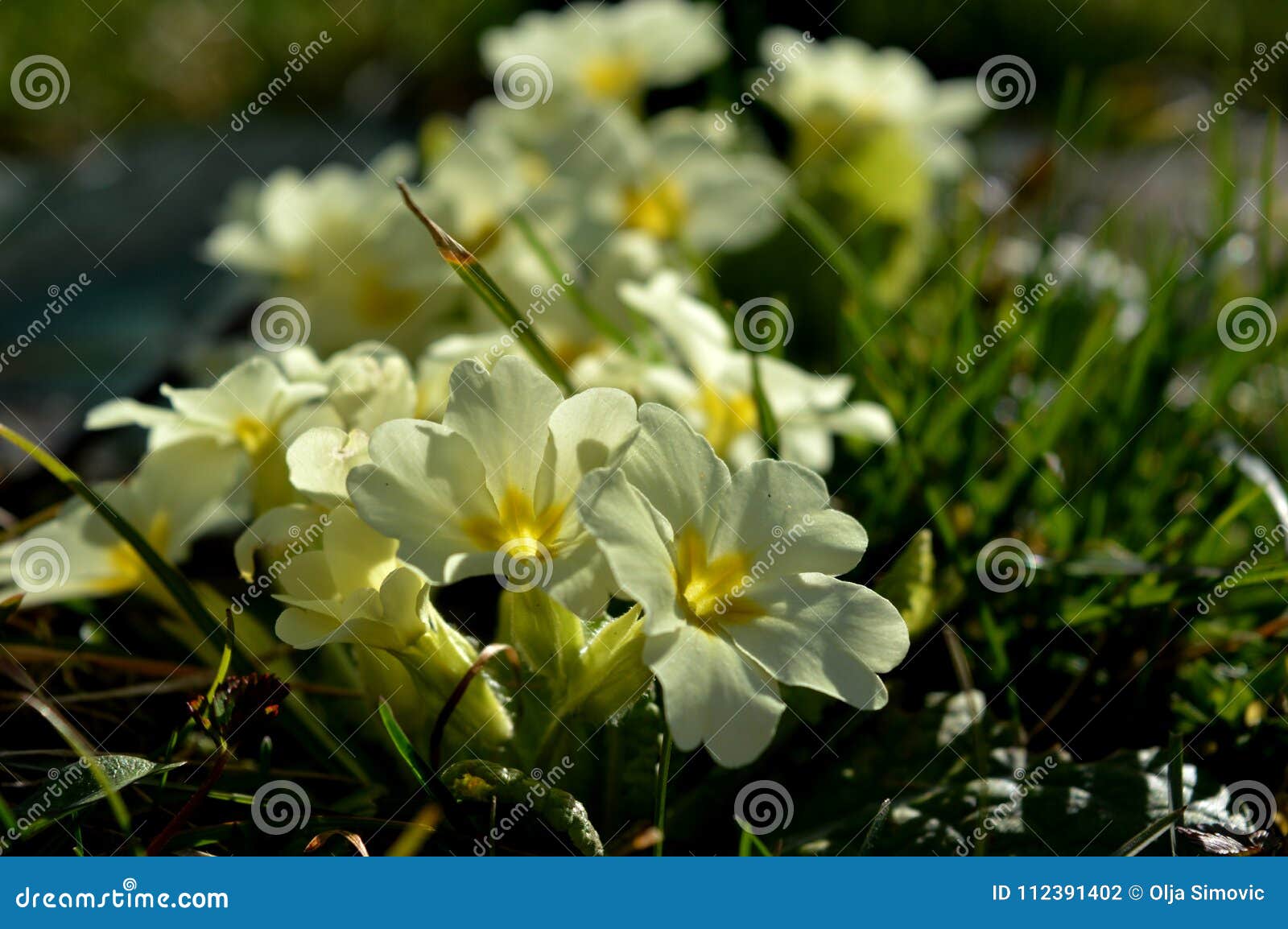 Yellow spring flowers stock photo. Image of nature, spring - 112391402