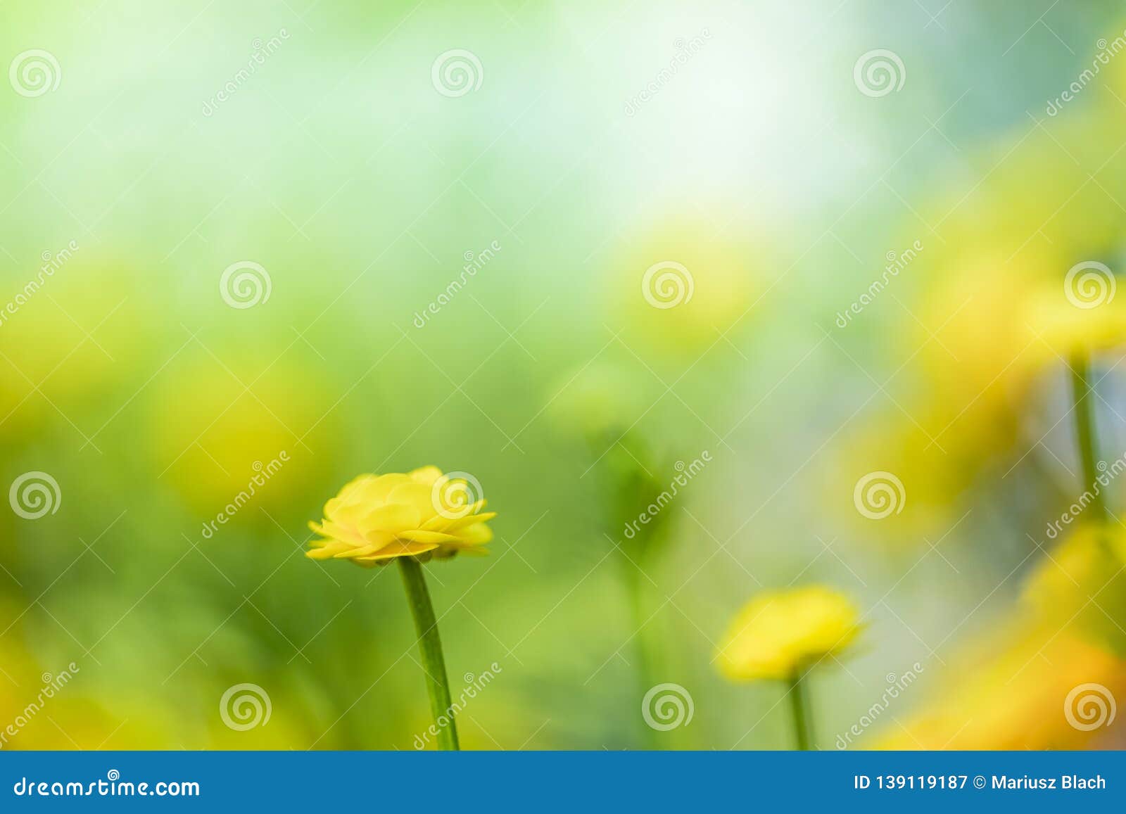 Yellow spring flowers stock image. Image of colorful - 139119187
