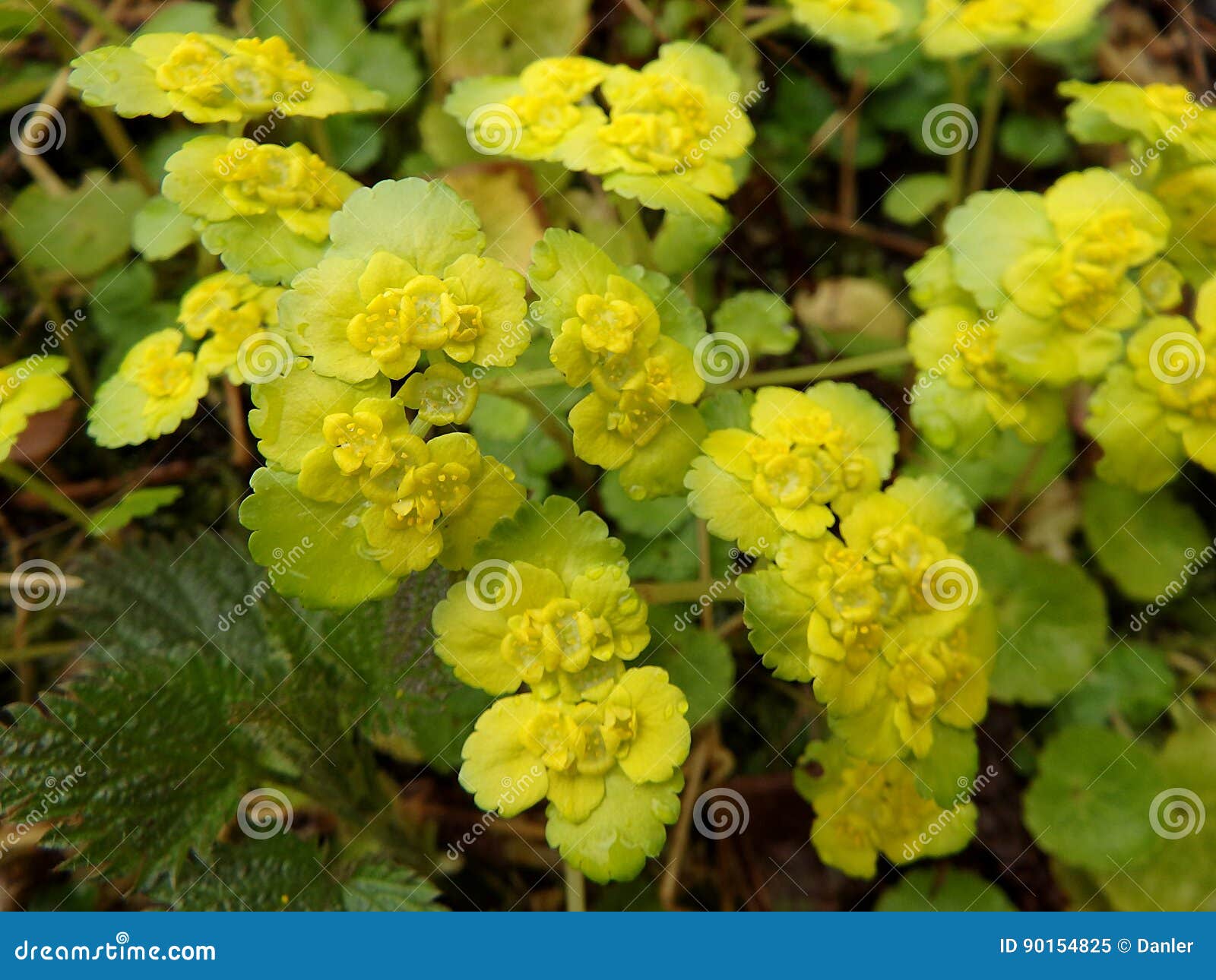 Yellow Spring Forest Flower Stock Image - Image of healing, plant: 90154825