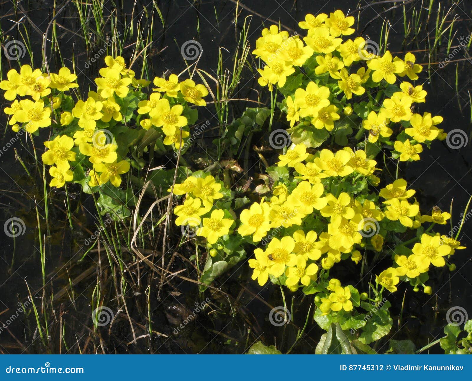 Yellow Spring Meadow Flowers Stock Photo - Image of beautiful, beauty ...
