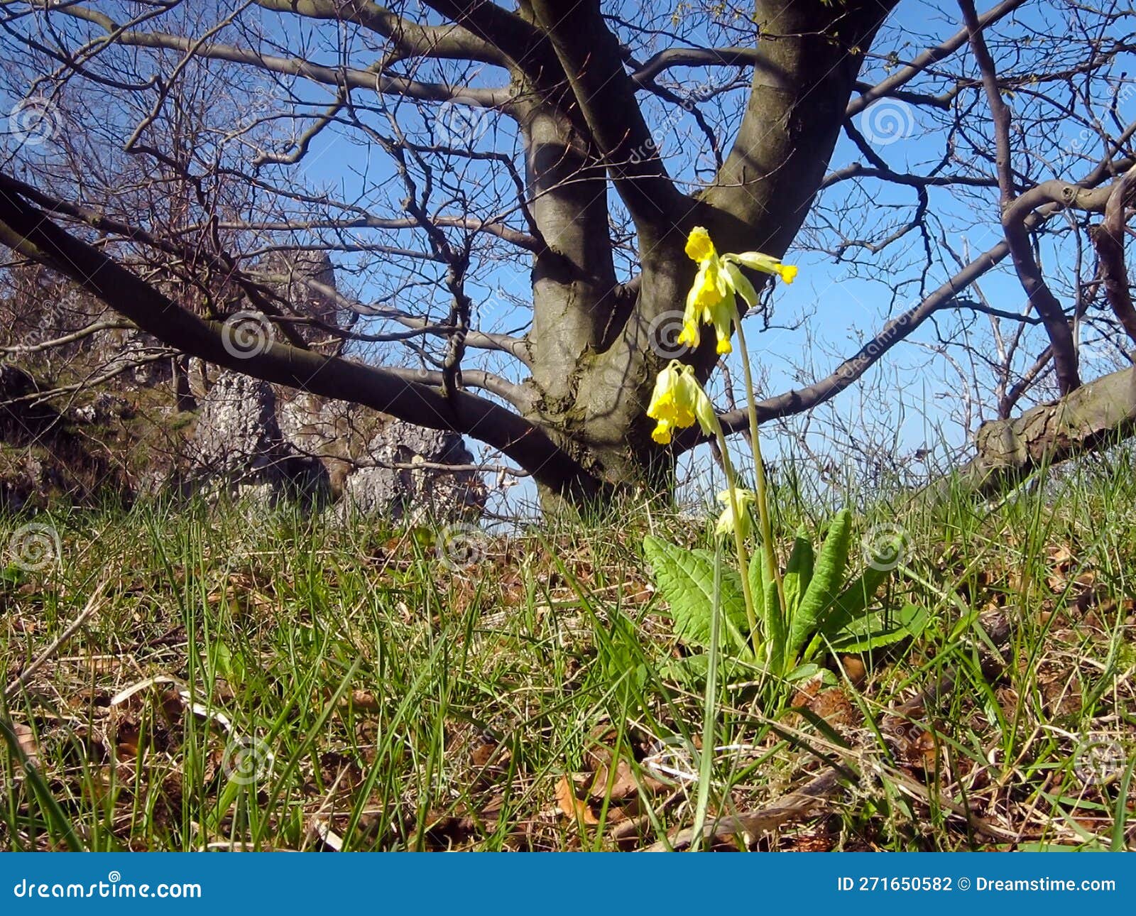 A Yellow Spring Plant is Blooming in the Grass in the Foreground. a ...
