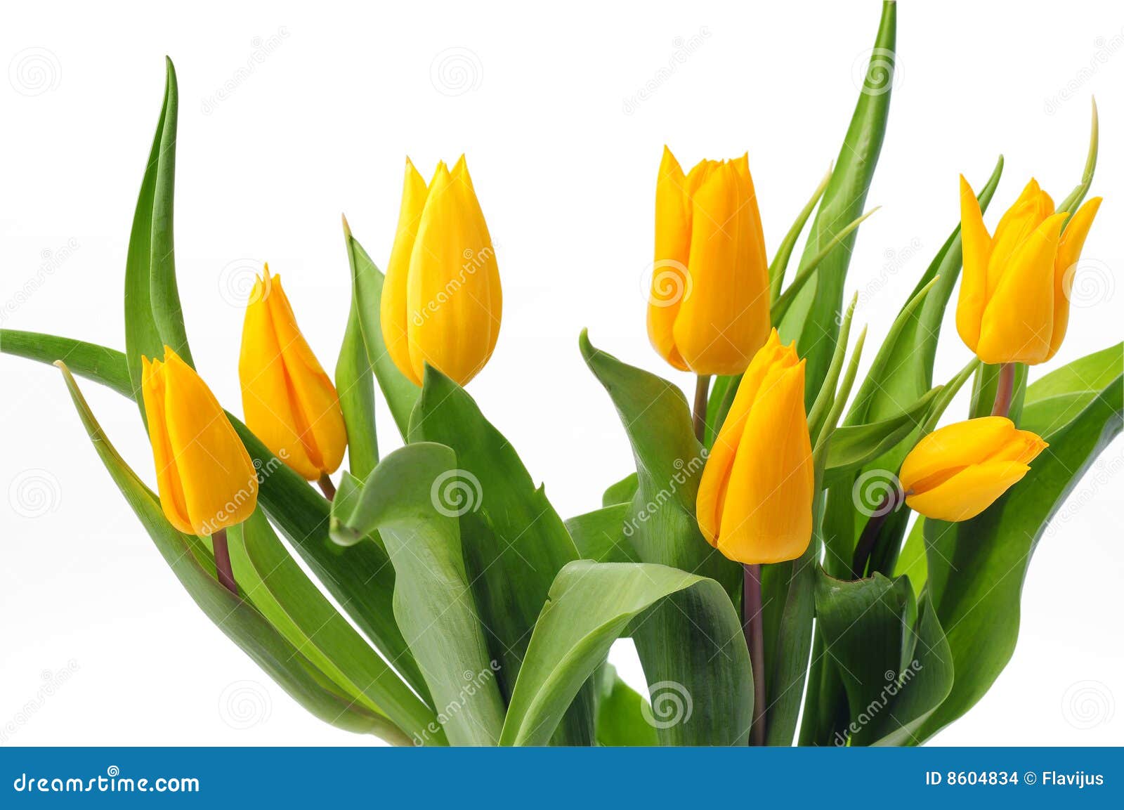 Yellow spring tulips stock photo. Image of beautiful, rich - 8604834