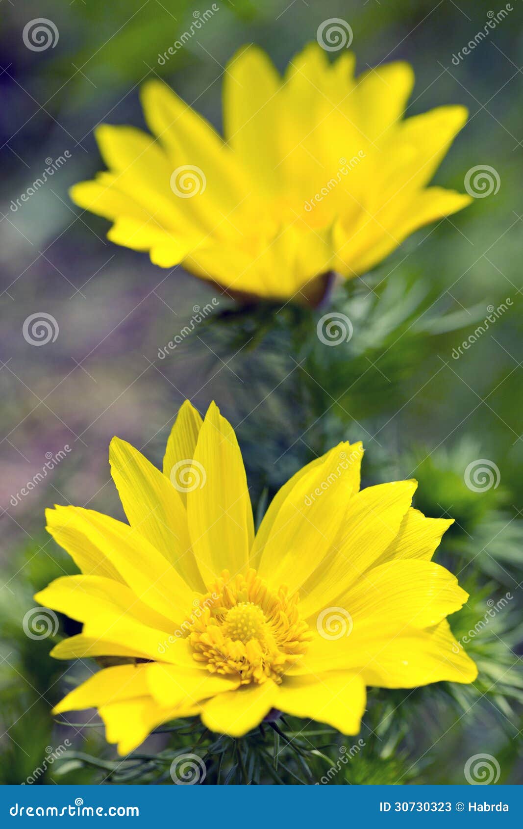Yellow spring wild flower stock image. Image of grass - 30730323
