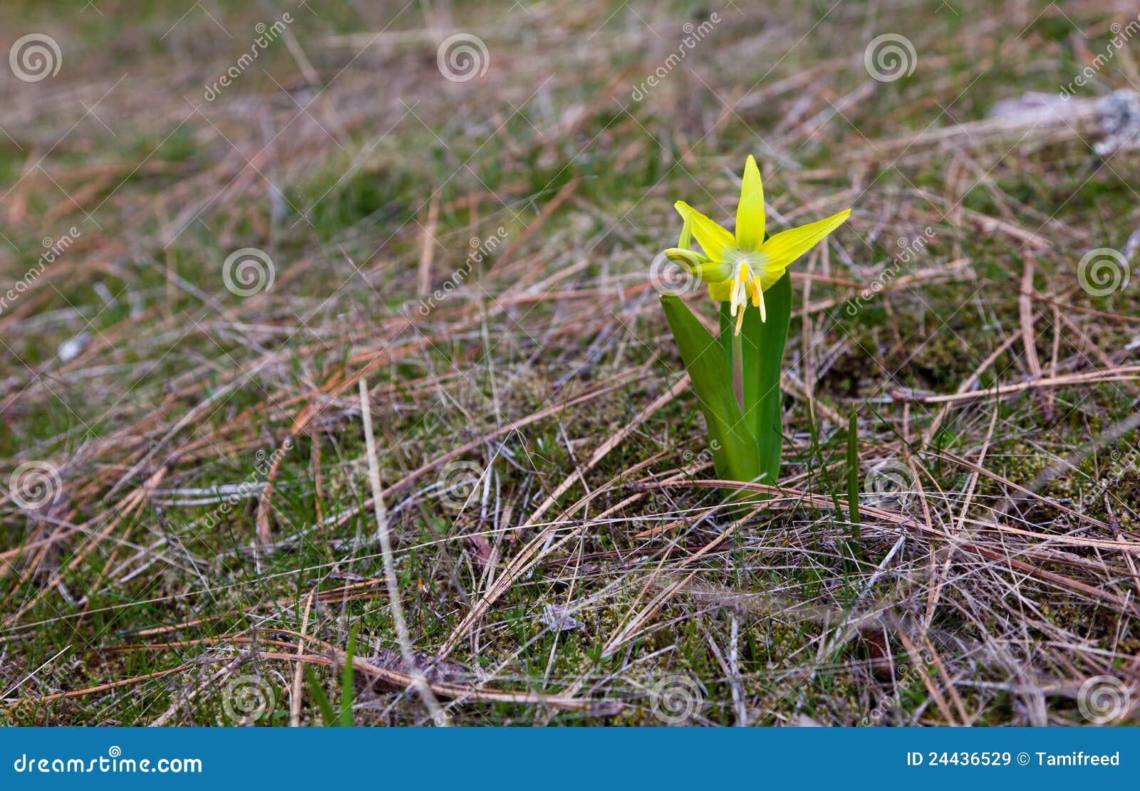 Yellow Spring Wildflower stock image. Image of ground - 24436529