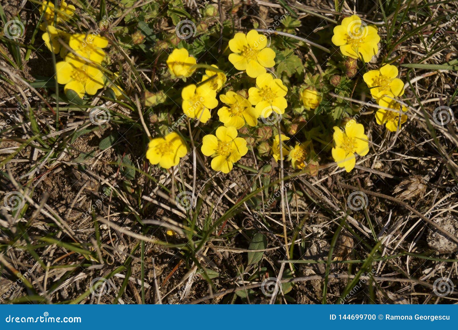 Yellow Spring Wildflower, Potentilla Incana Stock Photo - Image of ...