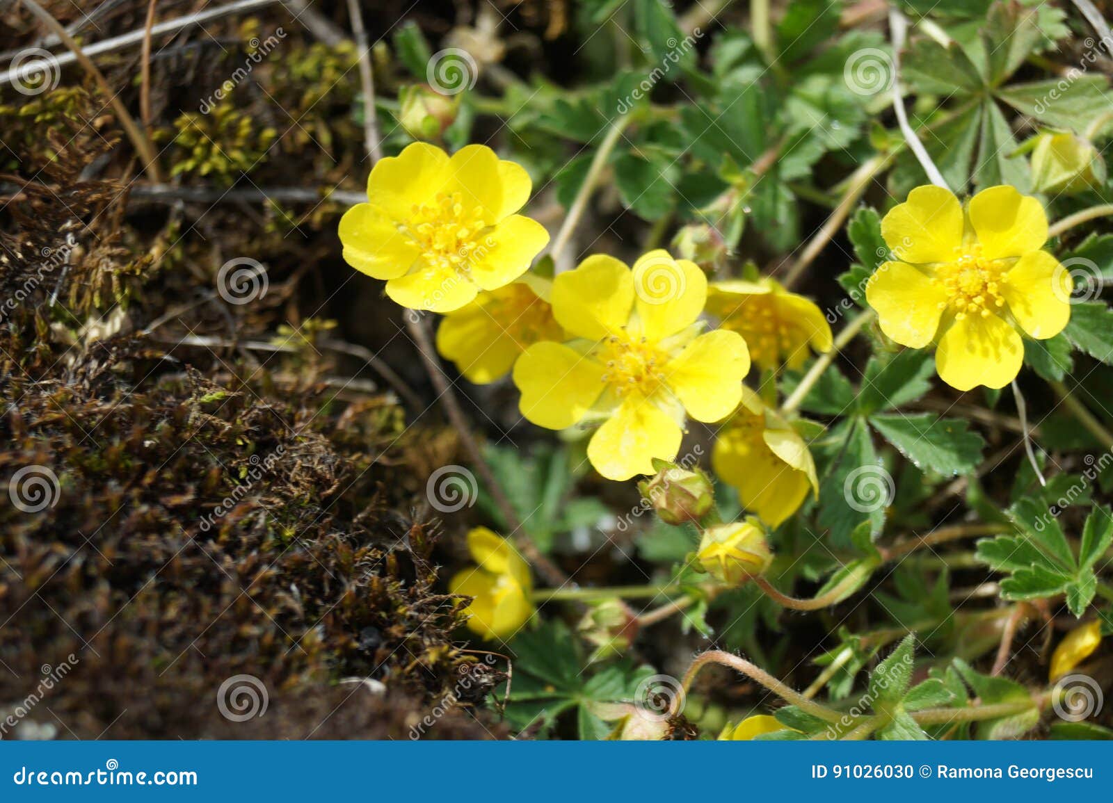 Yellow Spring Wildflower Potentilla Incana Stock Photo - Image of ...
