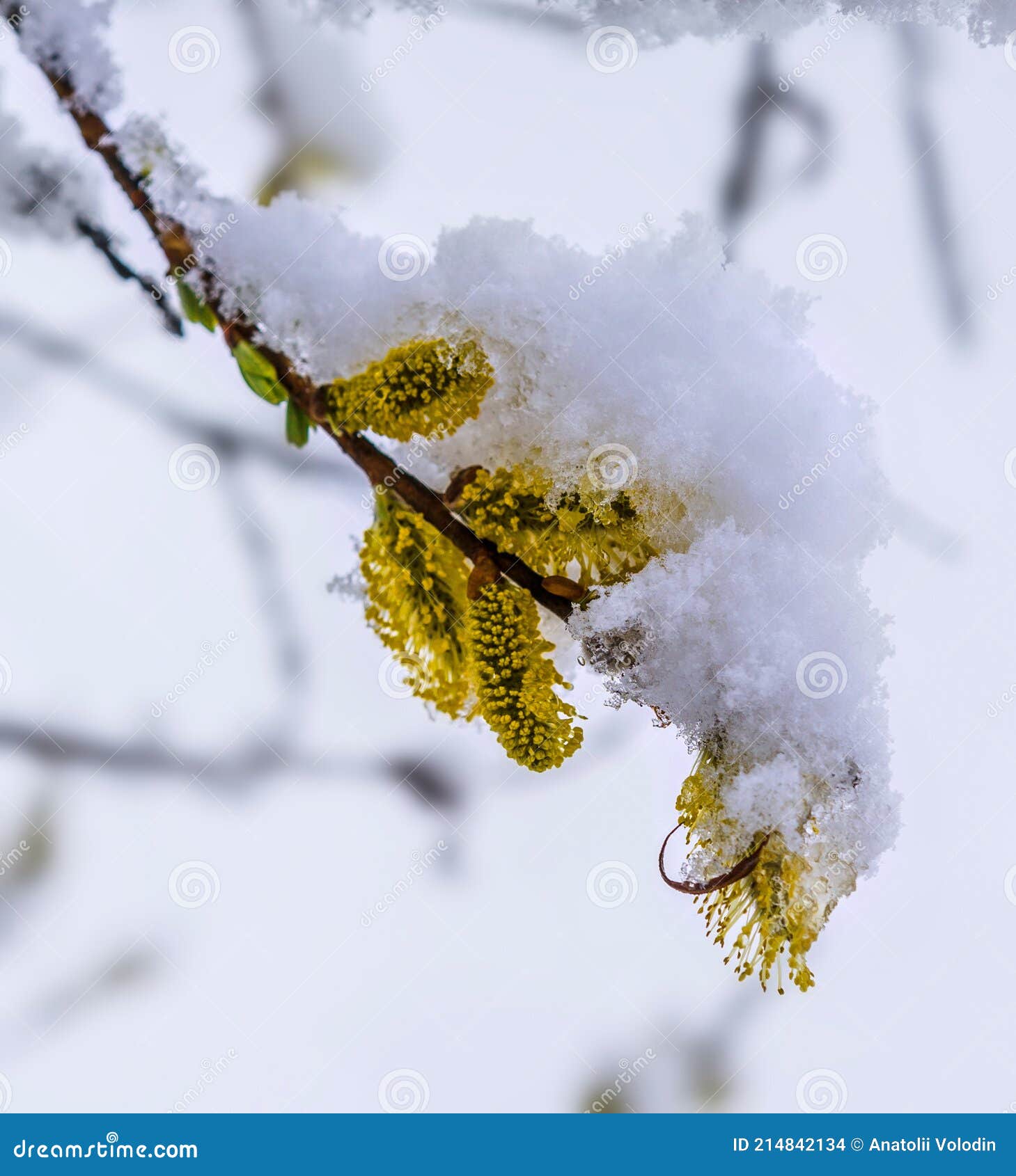 Yellow Spring Willow Under Snow and Ice Stock Photo - Image of trees ...