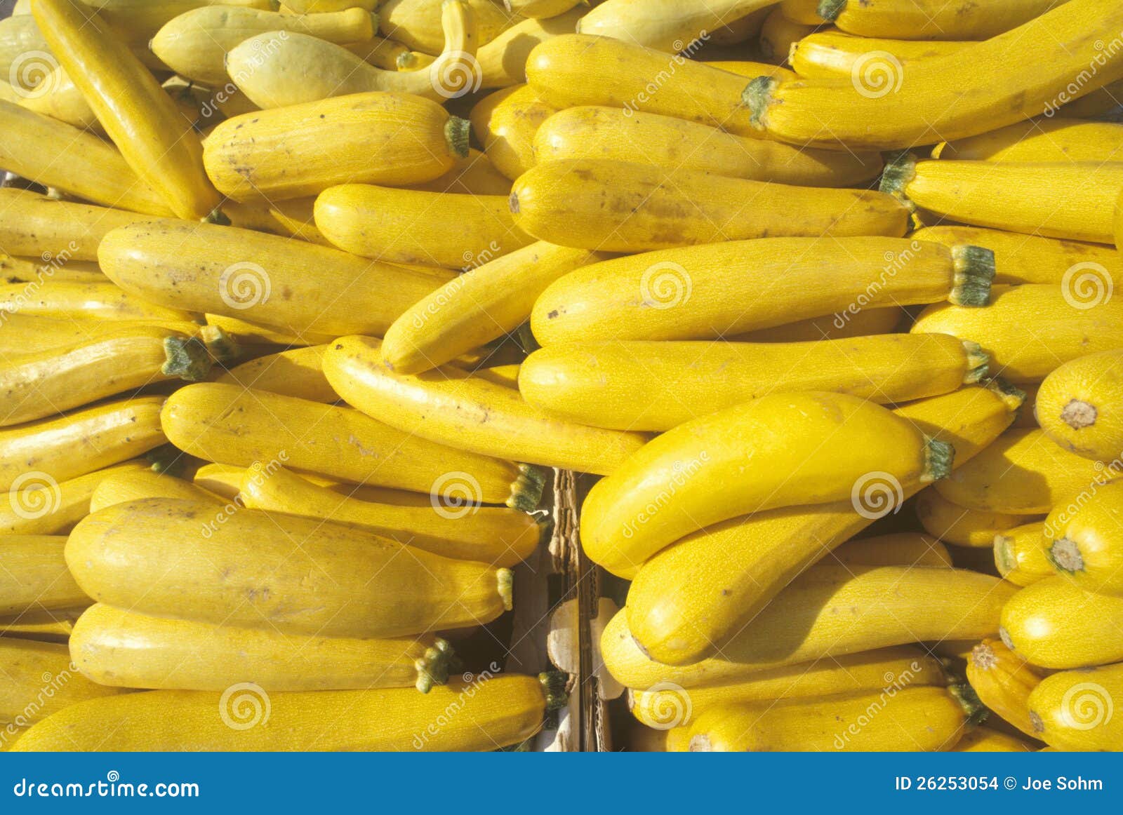 Yellow squash stock photo. Image of vegetable, agriculture - 26253054