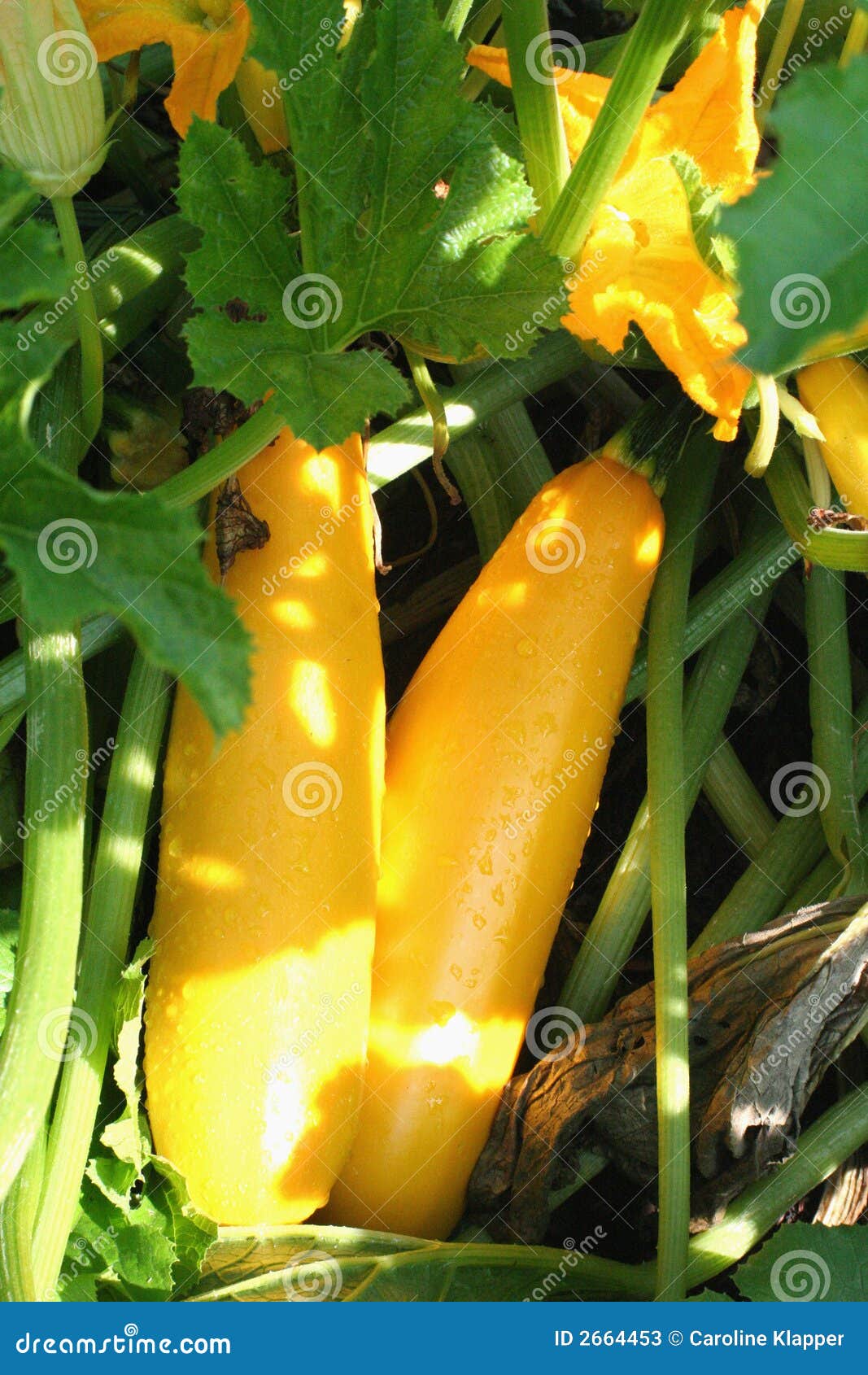 Yellow Squash Texture Stock Photography | CartoonDealer.com #43547264