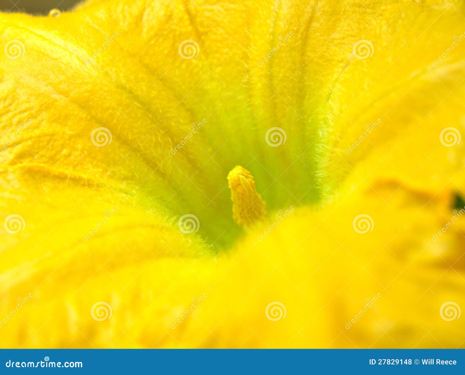 Yellow squash flower stock photo. Image of petals, blooming - 27829148