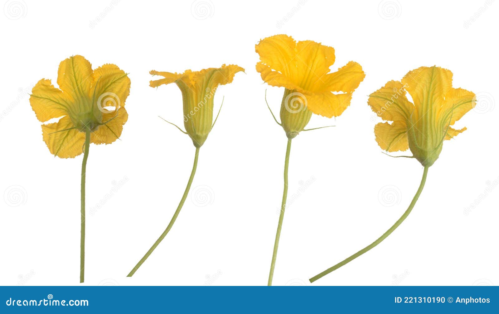 Yellow Squash flower stock photo. Image of healthy, flower - 221310190