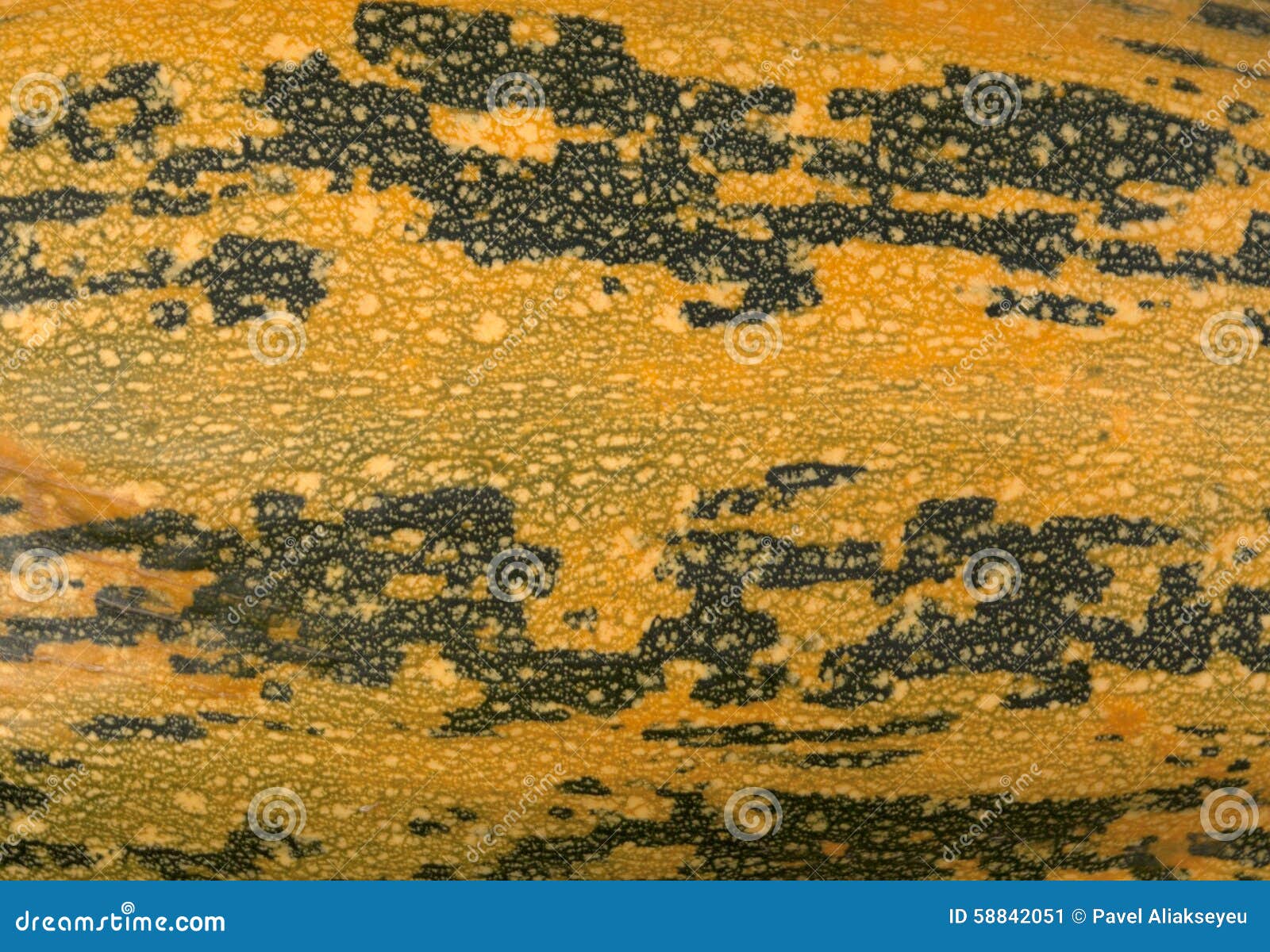 Yellow Squash Skin Texture. Agricultural Background Stock Image - Image ...