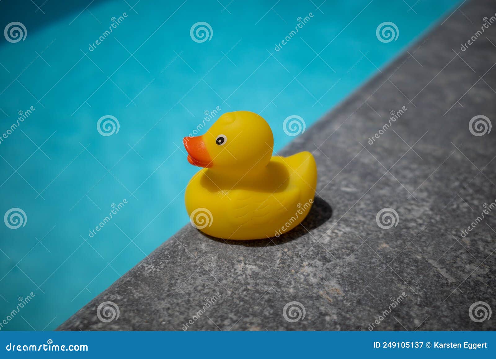 Yellow Squeaky Duck is on the Edge of a Swimming Pool Stock Image ...