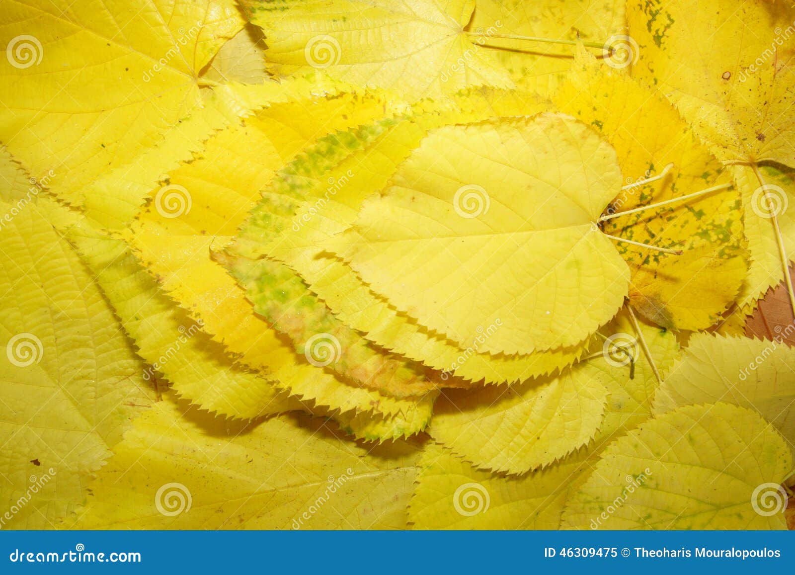 Yellow stacking leaves stock image. Image of fallen, seasonal - 46309475