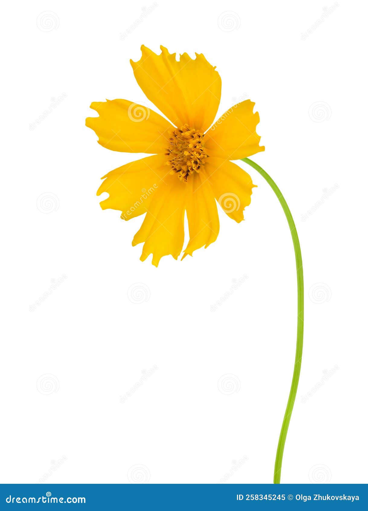 Yellow Stalk Flower Isolated on White Background Stock Image - Image of ...