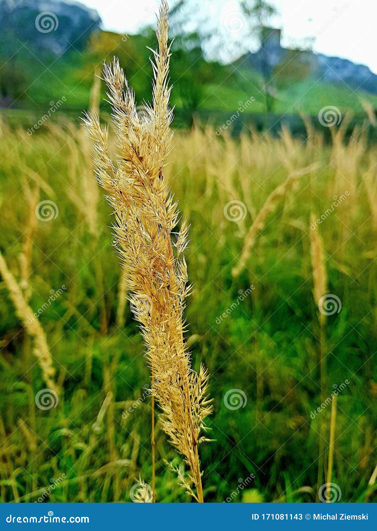 Yellow Stalk of a Grain Plant, Poland Stock Image - Image of ...