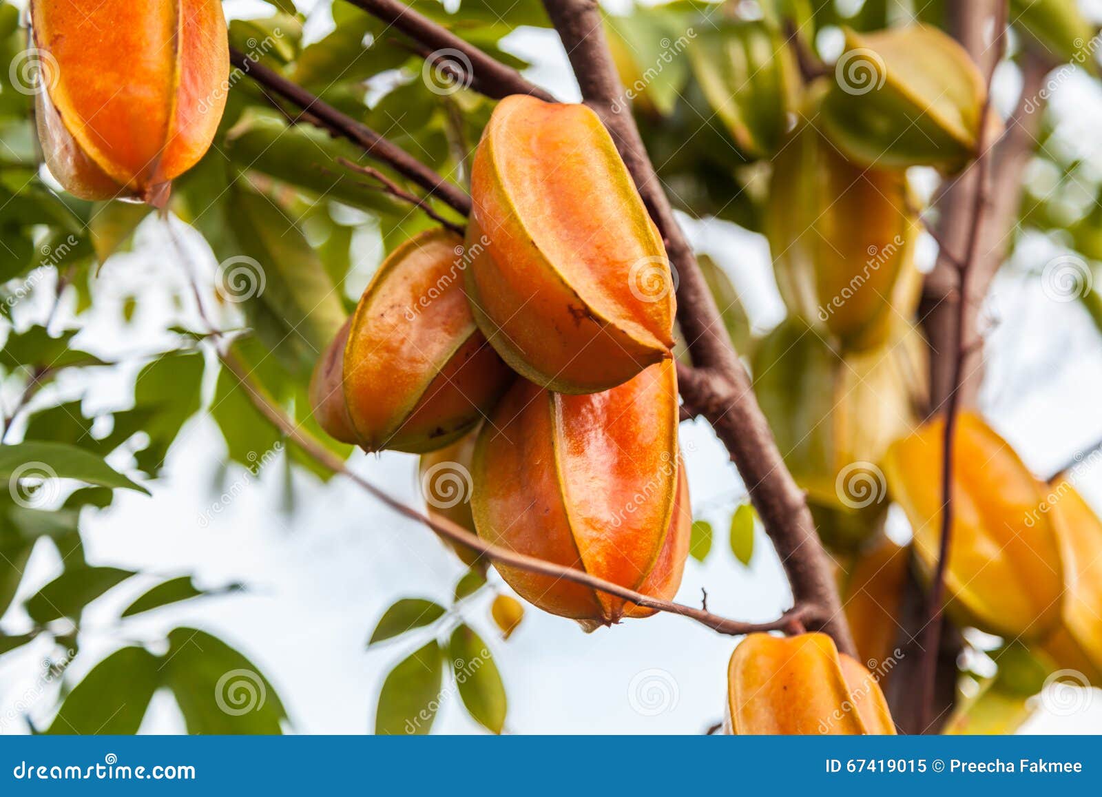 Yellow star apple stock image. Image of healthy, asian - 67419015