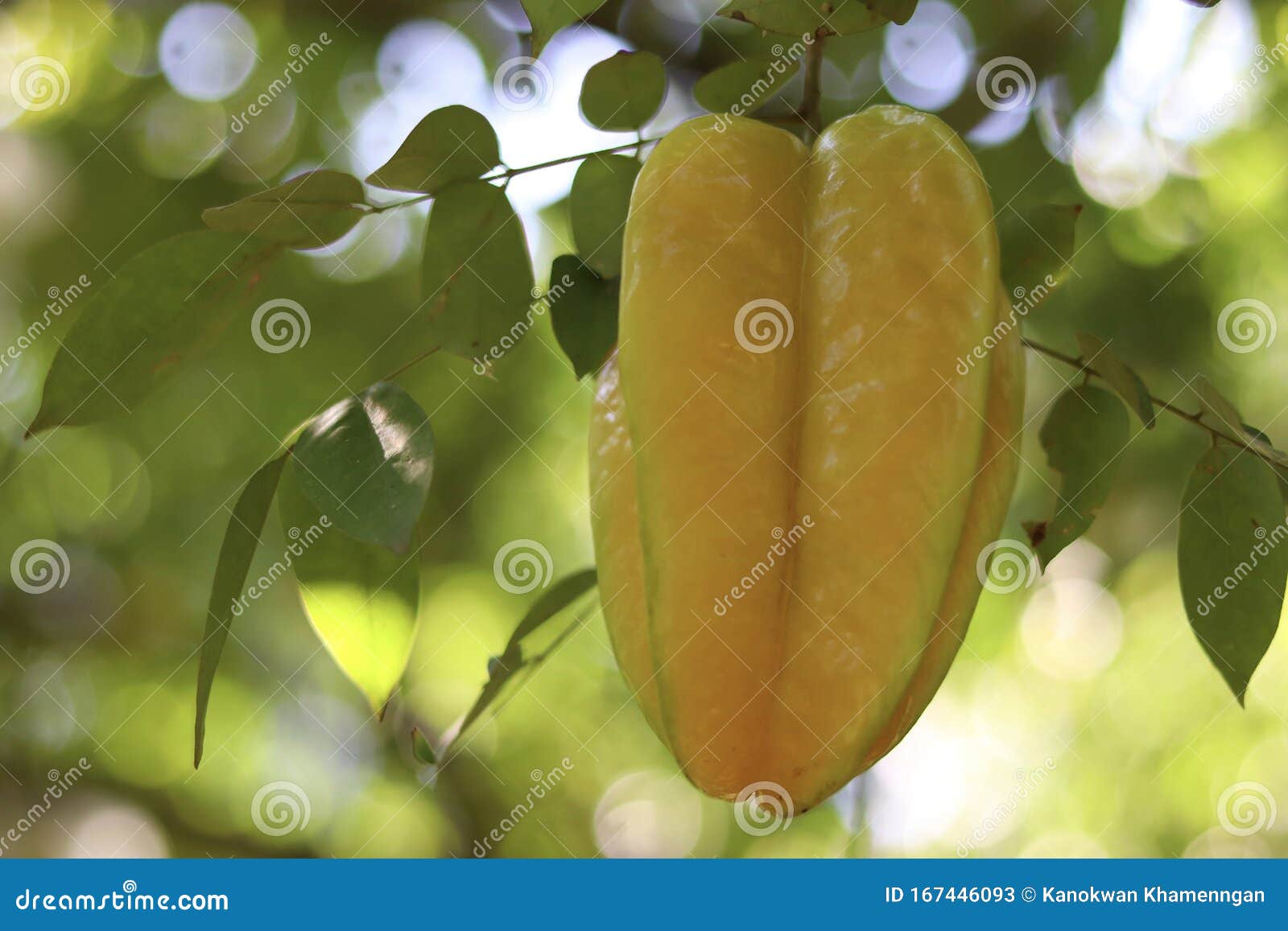 Yellow Star Apple with Leaf on the Tree Stock Image - Image of isolated ...