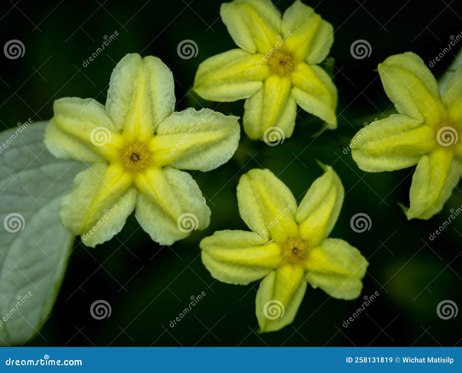 Yellow Star Flowers Blooming Stock Image - Image of beautiful, spring ...