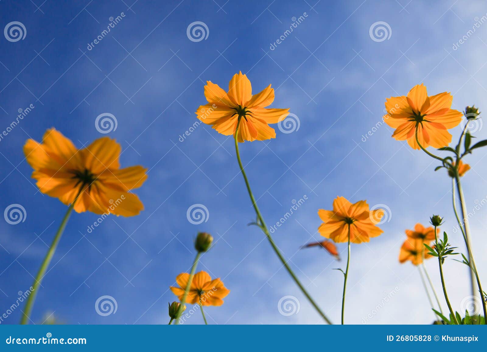 Yellow Star Flowers and Blue Sky Background Use As Stock Photo - Image ...